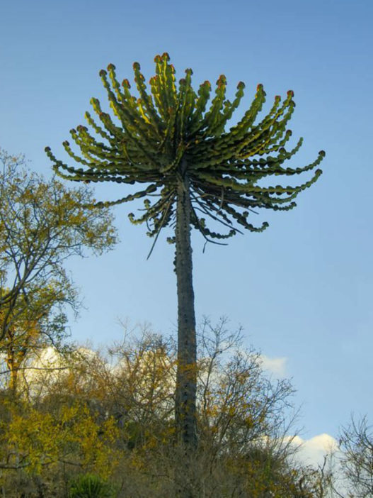 Euphorbia confinalis (Lebombo Euphorbia) - World of Succulents