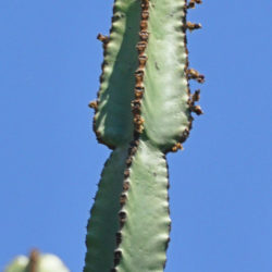Euphorbia confinalis (Lebombo Euphorbia) - World of Succulents