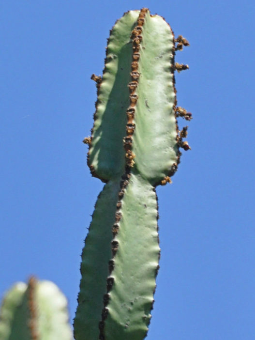 Euphorbia confinalis (Lebombo Euphorbia) - World of Succulents