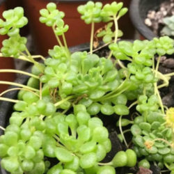 Monanthes lowei - World of Succulents