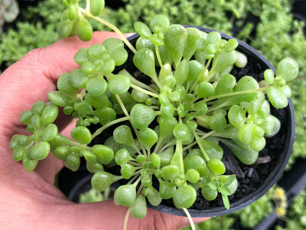 Monanthes lowei - World of Succulents