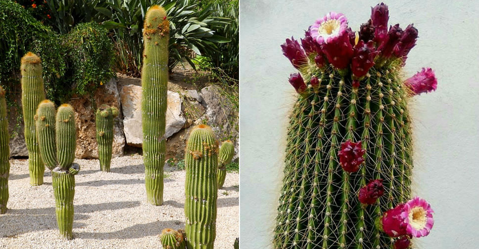 Cephalocereus polylophus (Cone Cactus) - World of Succulents