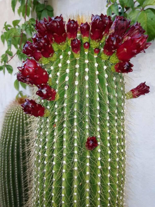 Cephalocereus polylophus (Cone Cactus) - World of Succulents