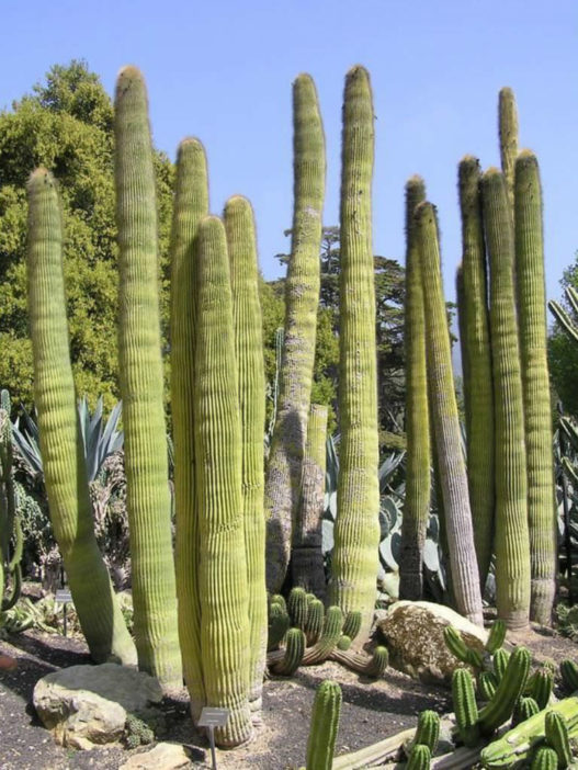 Cephalocereus polylophus (Cone Cactus) - World of Succulents