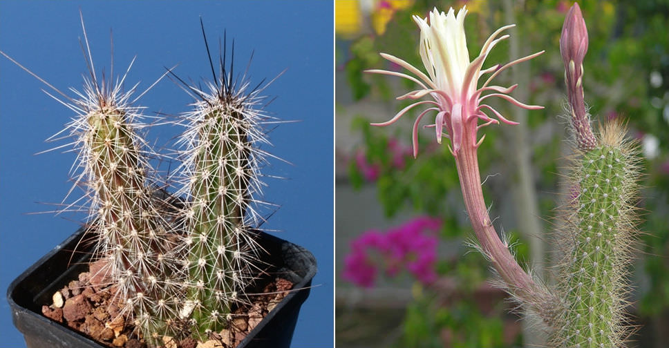 Peniocereus serpentinus (Snake Cactus) - World of Succulents