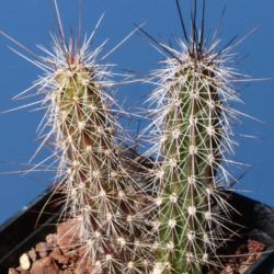 Peniocereus serpentinus (Snake Cactus) - World of Succulents