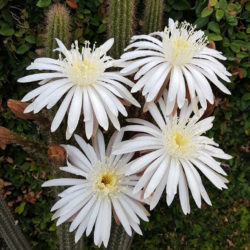 Peniocereus serpentinus (Snake Cactus) - World of Succulents