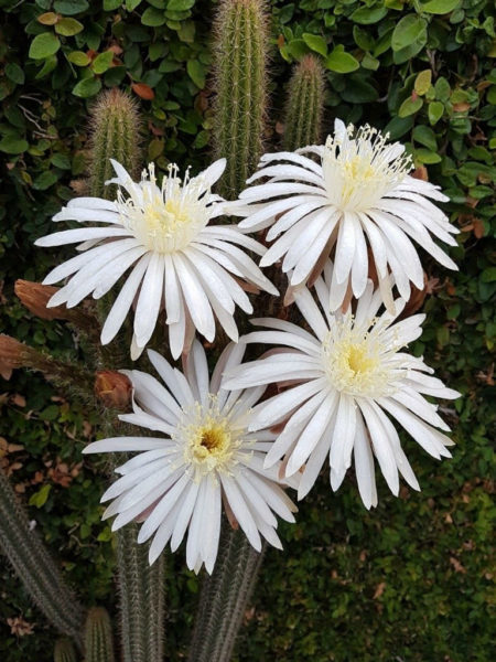 Peniocereus serpentinus (Snake Cactus) - World of Succulents