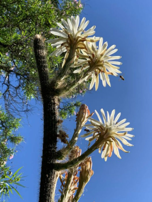 Peniocereus serpentinus (Snake Cactus) - World of Succulents