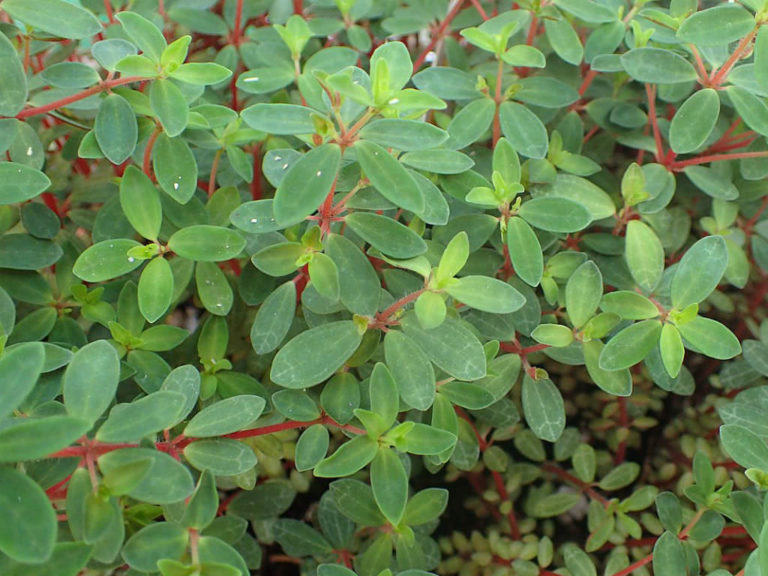 Peperomia rubella - World of Succulents