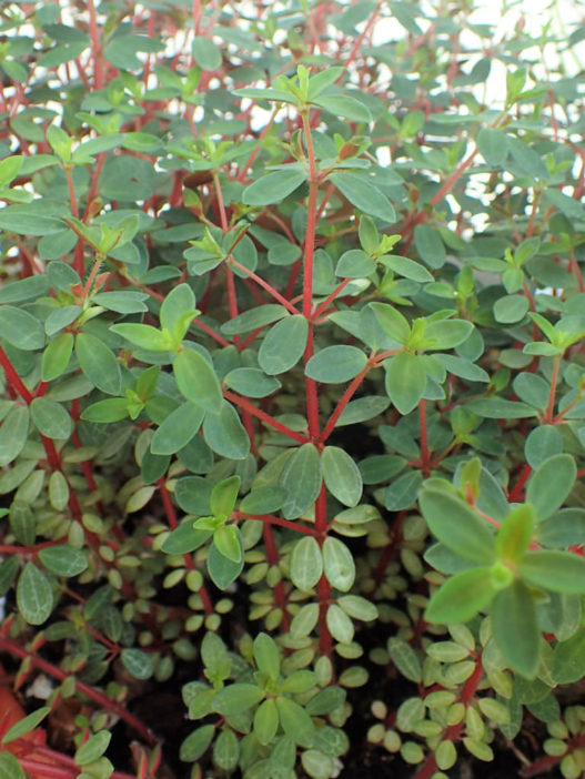 Peperomia rubella - World of Succulents