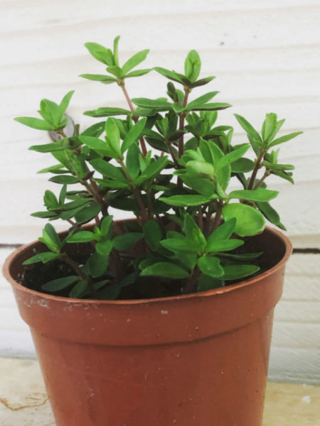 Peperomia rubella - World of Succulents