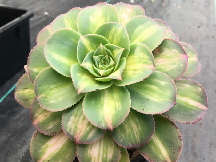 Aeonium 'Moonburst' - World of Succulents