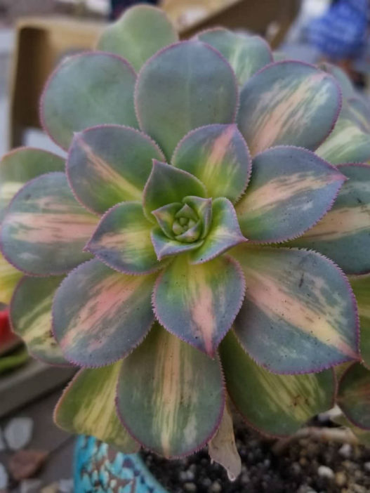 Aeonium 'Moonburst' - World of Succulents
