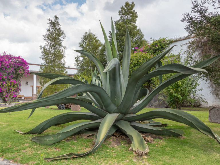 Agave mapisaga - World of Succulents