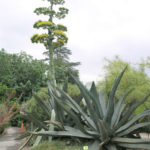 Agave mapisaga - World of Succulents
