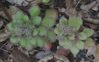 Aichryson | World of Succulents