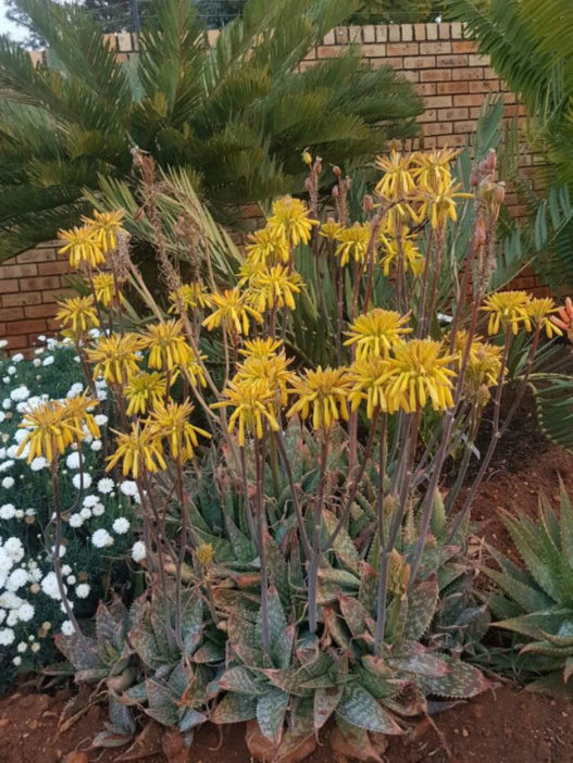 Aloe maculata 'Yellow Form' (Yellow Soap Aloe) - World of Succulents
