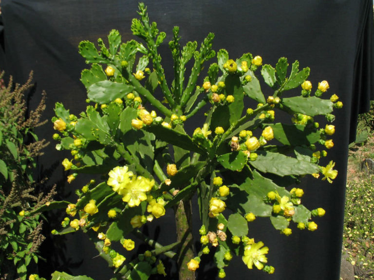 Brasiliopuntia brasiliensis (Brazilian Prickley Pear) - World of Succulents
