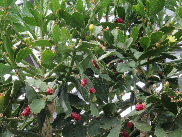 Brasiliopuntia brasiliensis (Brazilian Prickley Pear) - World of Succulents