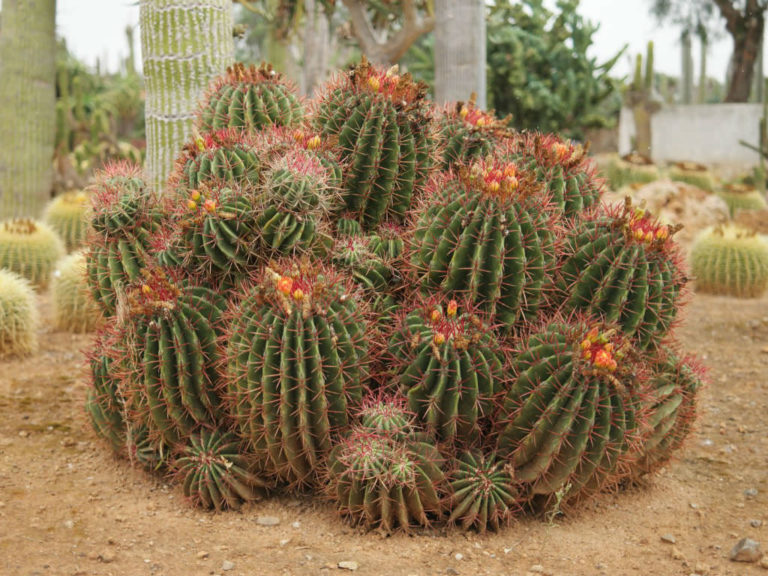 Ferocactus pilosus (Mexican Lime Cactus) - World of Succulents