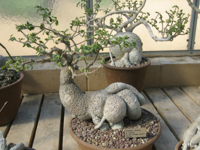 How to Grow and Care for Fockea - World of Succulents