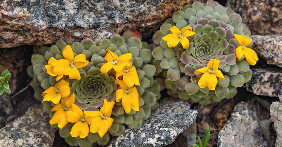 Viola coronifera - World of Succulents