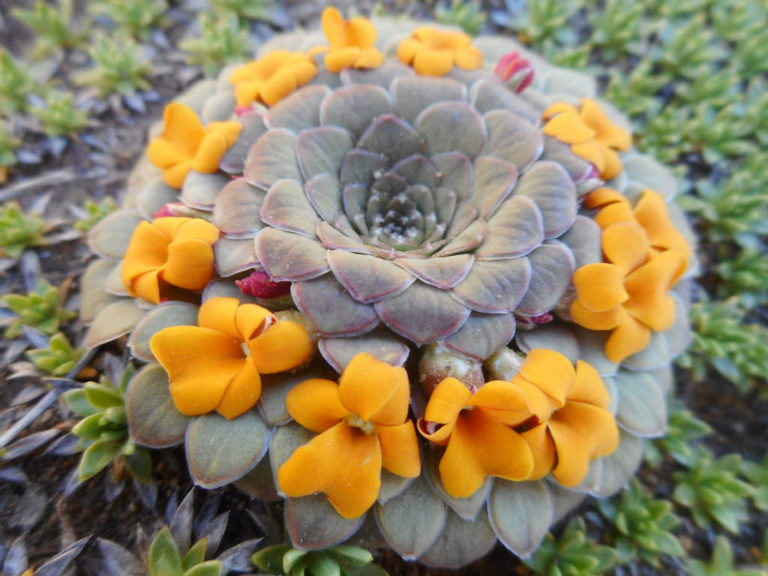 Viola coronifera - World of Succulents