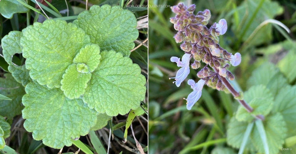 Coleus hadiensis (Vicks Plant) - World of Succulents