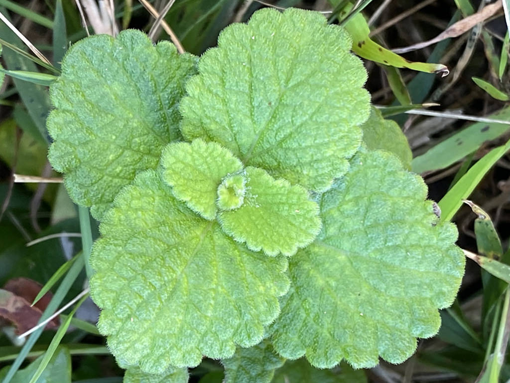 Coleus hadiensis (Vicks Plant) - World of Succulents