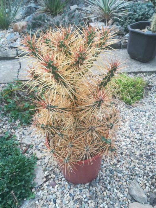 Cylindropuntia hystrix - World of Succulents