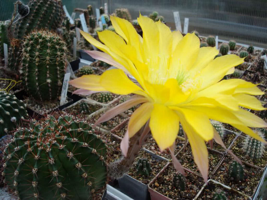 Echinopsis 'Jealousy' - World of Succulents