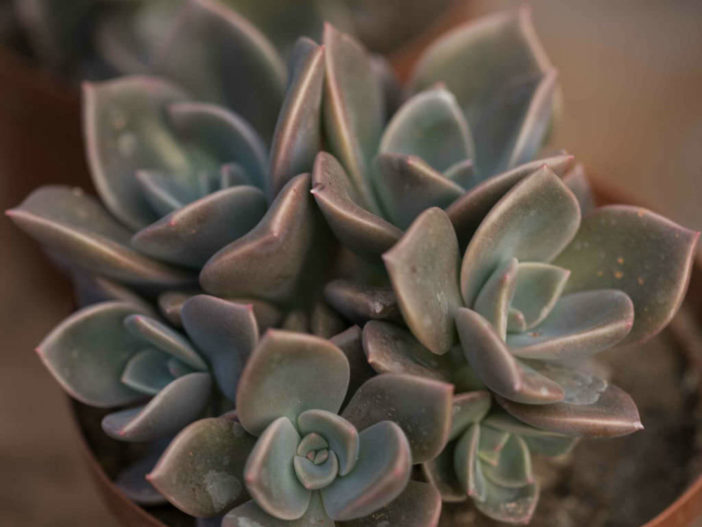 ×Graptoveria 'Harry Watson' - World of Succulents
