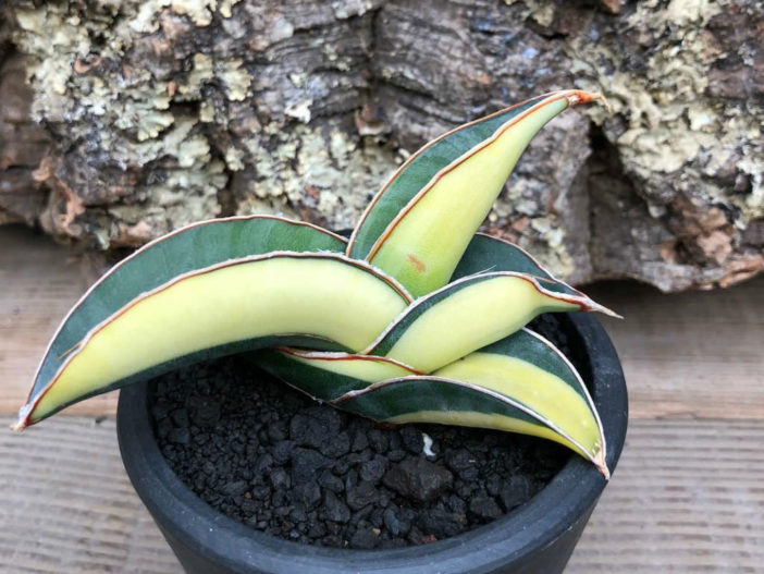 Sansevieria ehrenbergii 'Banana Variegata' - World of Succulents