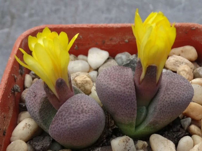 Tanquana hilmarii - World of Succulents