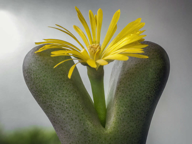 Tanquana hilmarii - World of Succulents