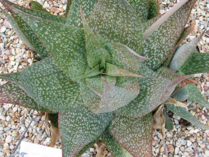 Aloe deltoideodonta - World of Succulents