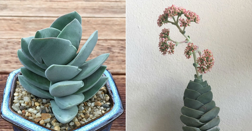 Crassula 'Ivory Tower' - World of Succulents