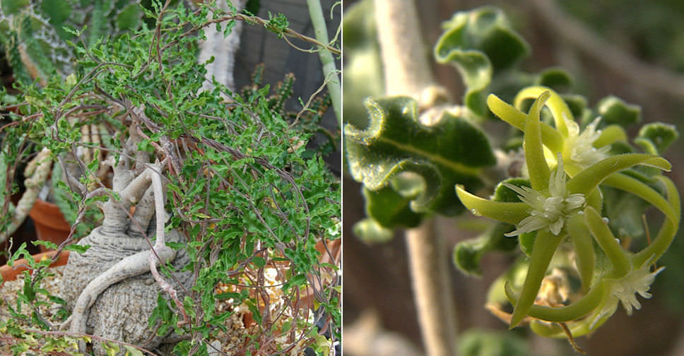 Fockea capensis - World of Succulents