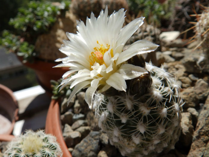 Pediocactus bradyi (Brady's Pincushion Cactus) - World of Succulents
