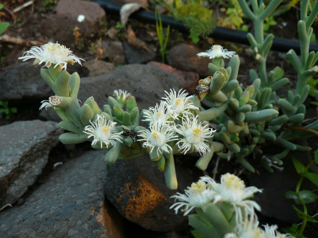 Ruschia crassa - World of Succulents