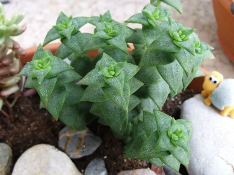 10 Most Popular String Succulents - World of Succulents