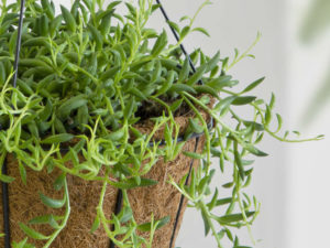 10 Most Popular String Succulents - World of Succulents