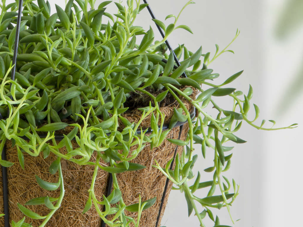 10 Most Popular String Succulents - World of Succulents