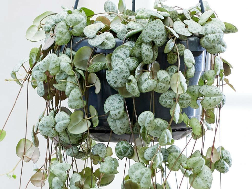 10 Most Popular String Succulents - World of Succulents