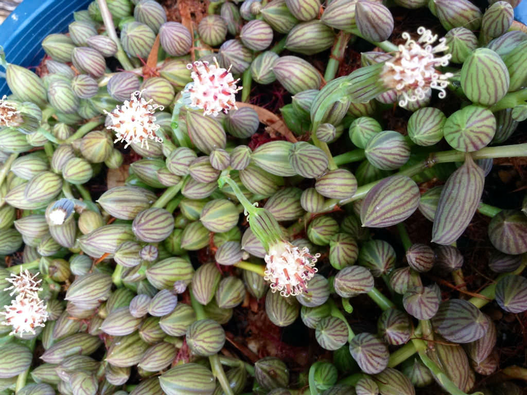 10 Most Popular String Succulents - World of Succulents