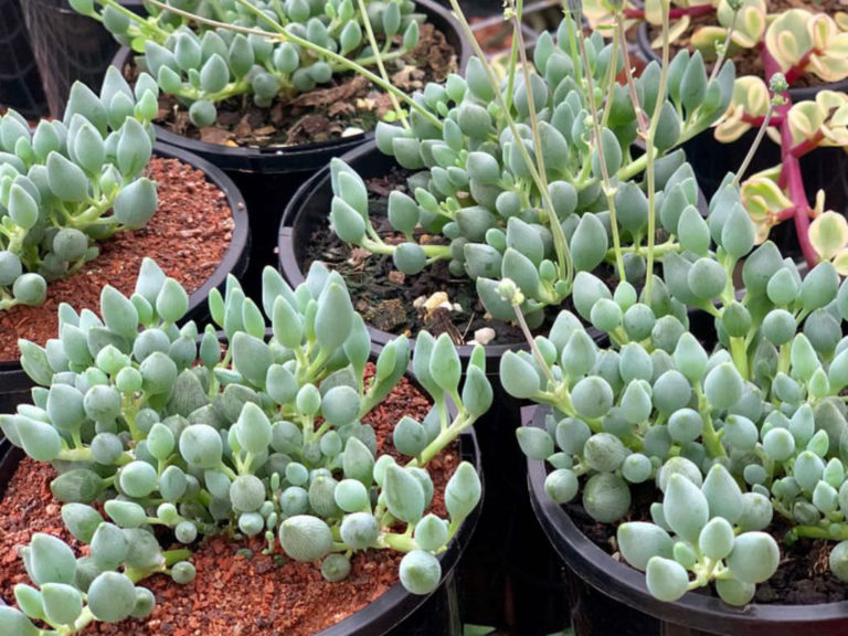 10 Most Popular String Succulents - World of Succulents