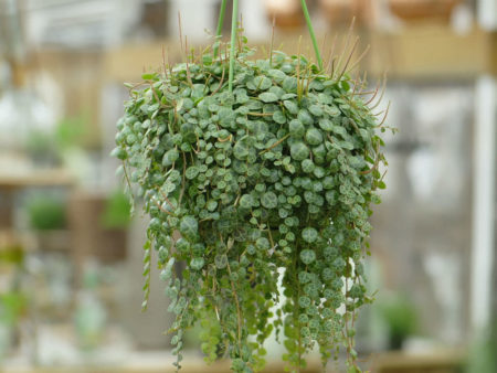 10 Most Popular String Succulents - World of Succulents
