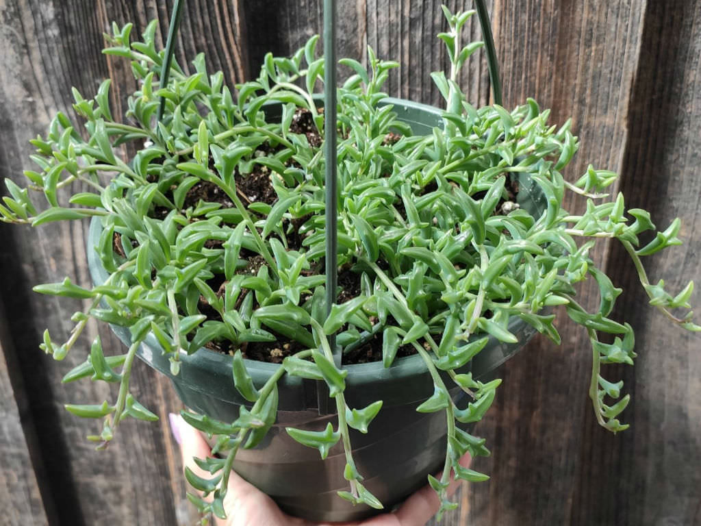 10 Most Popular String Succulents - World of Succulents