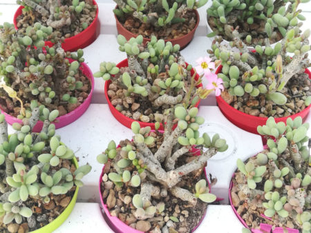 How to Grow and Care for Tylecodon - World of Succulents